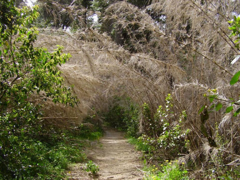 BOSQUES PATAGÓNICOS – REVELANDO NUESTRAS REGIONES
