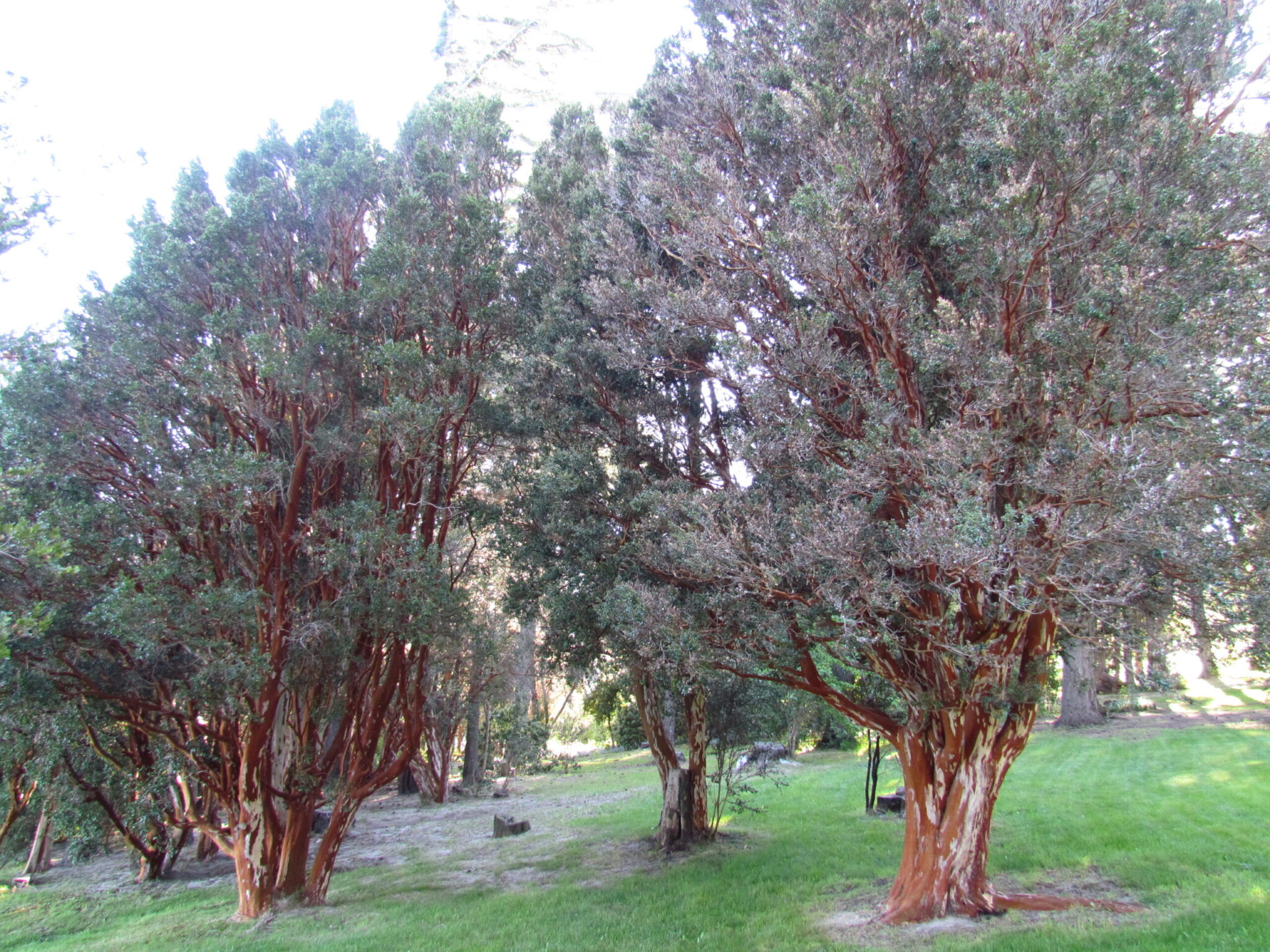 BOSQUES PATAGÓNICOS – REVELANDO NUESTRAS REGIONES
