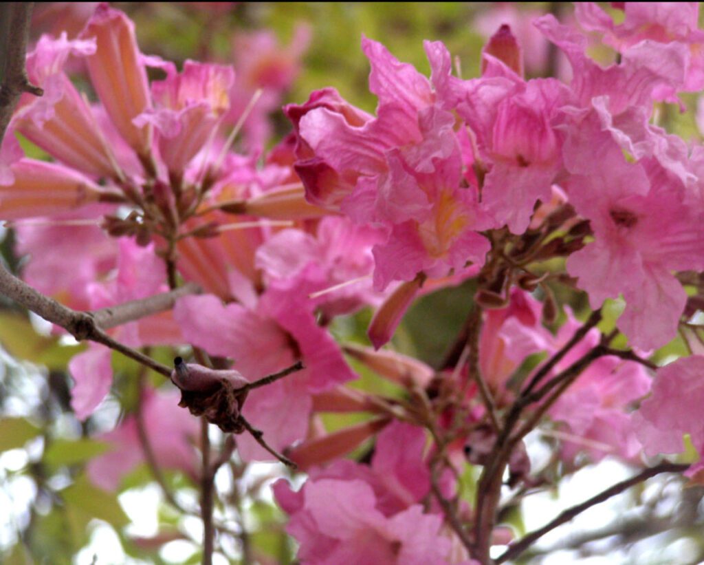 ESTEROS DEL IBERÁ – REVELANDO NUESTRAS REGIONES