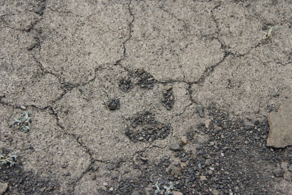 MONTE DE LLANURAS Y MESETAS – REVELANDO NUESTRAS REGIONES