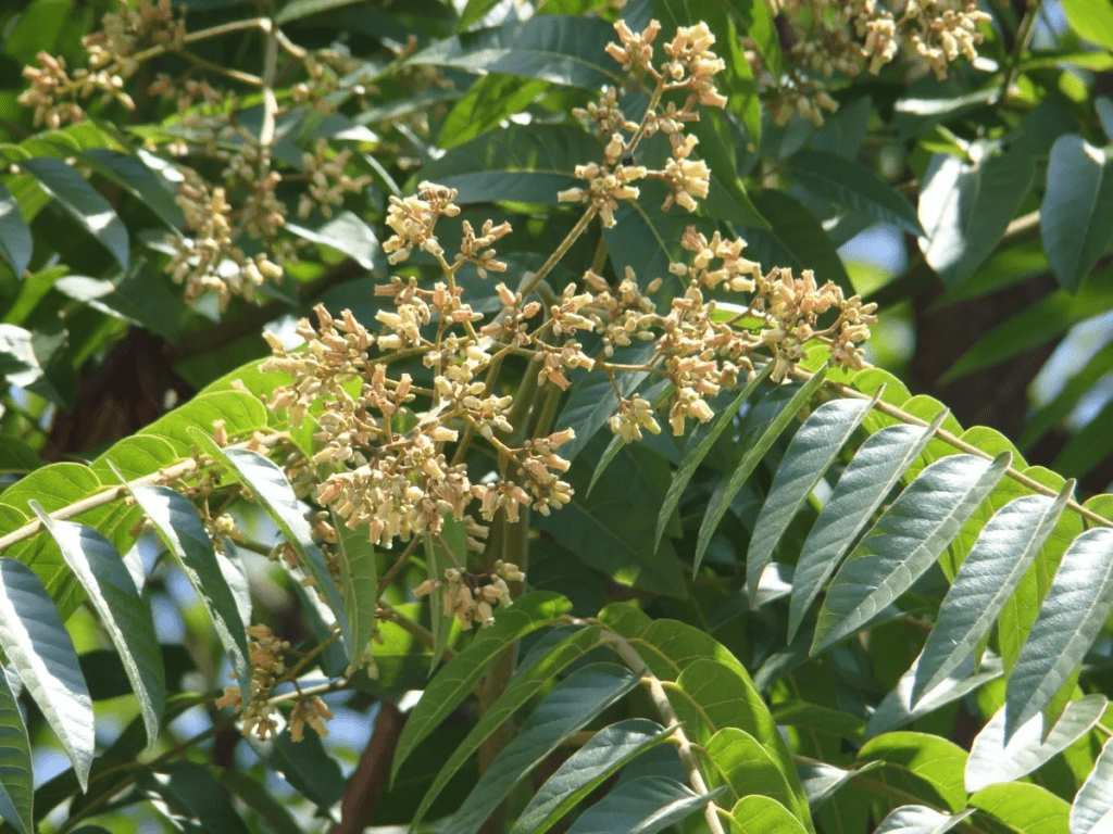 SELVA PARANAENSE – REVELANDO NUESTRAS REGIONES