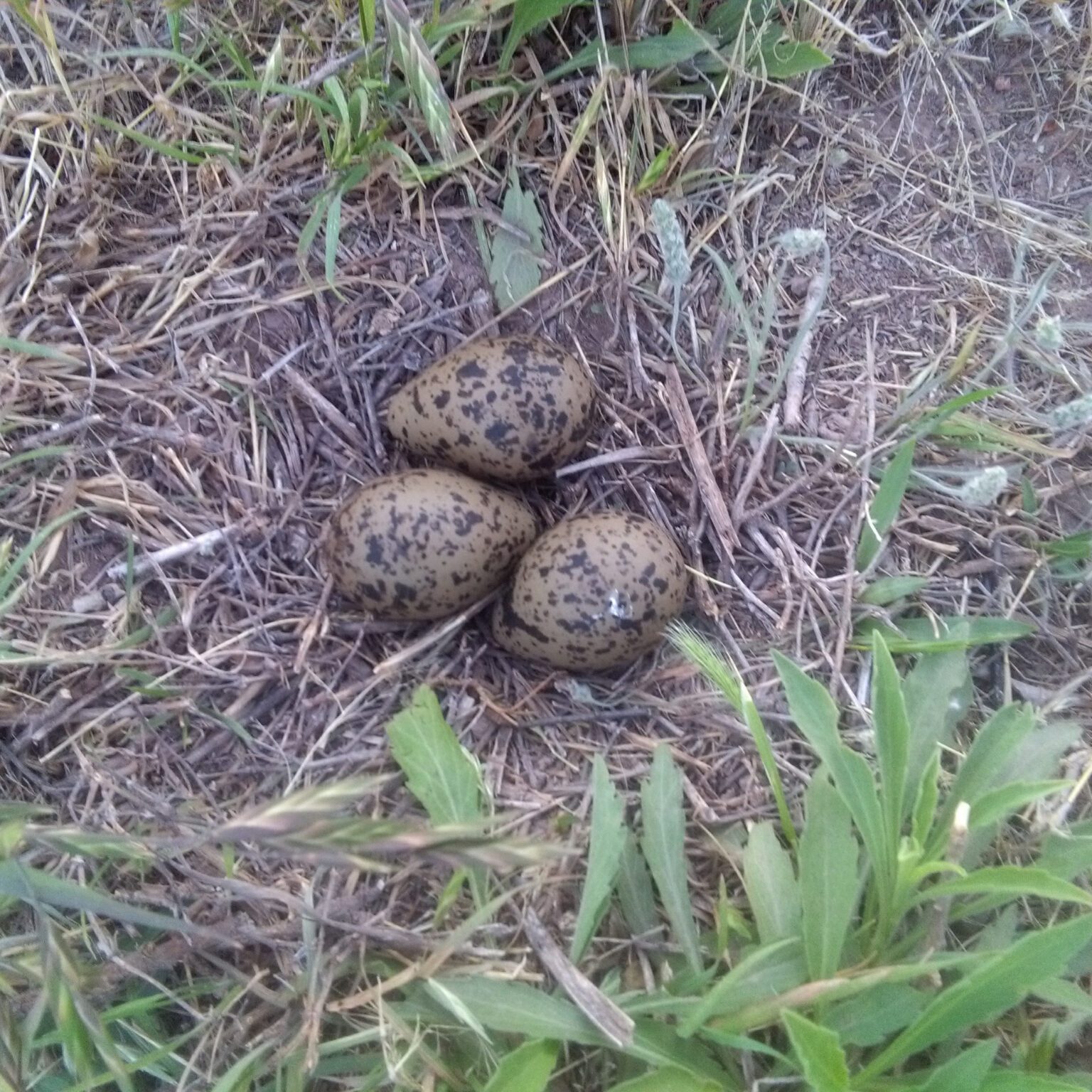 PAMPA – REVELANDO NUESTRAS REGIONES