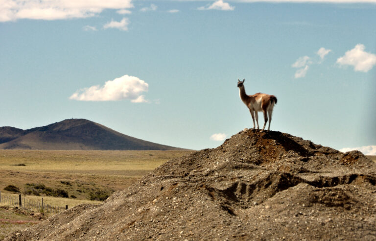 ESTEPA PATAGÓNICA – REVELANDO NUESTRAS REGIONES