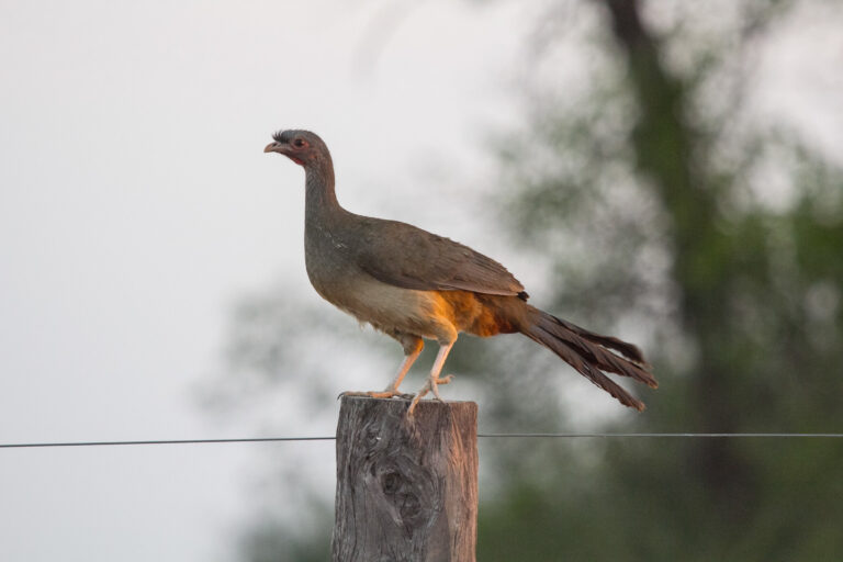 CHACO SECO – REVELANDO NUESTRAS REGIONES