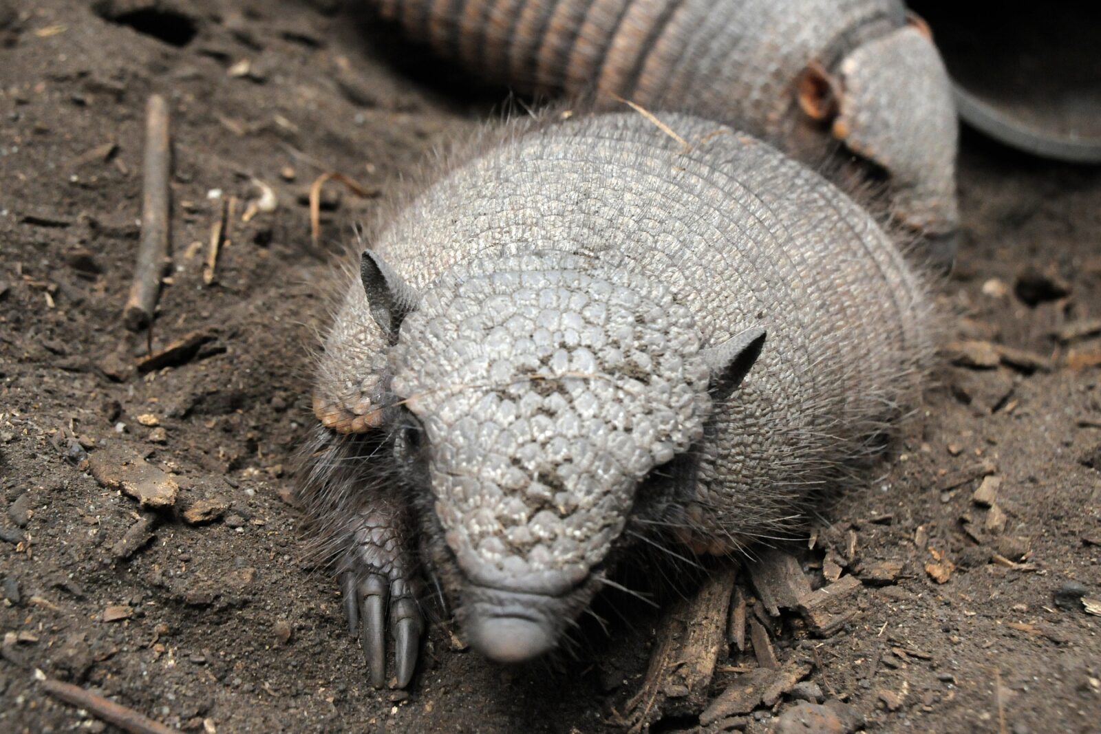 CHACO SECO – REVELANDO NUESTRAS REGIONES