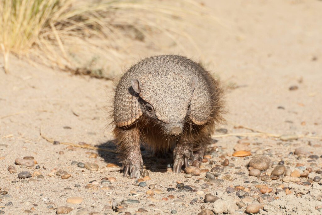 ESTEPA PATAGÓNICA – REVELANDO NUESTRAS REGIONES