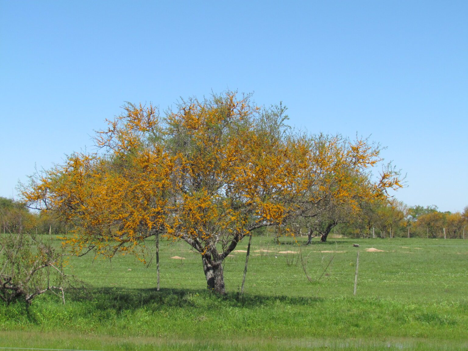 ESPINAL – REVELANDO NUESTRAS REGIONES