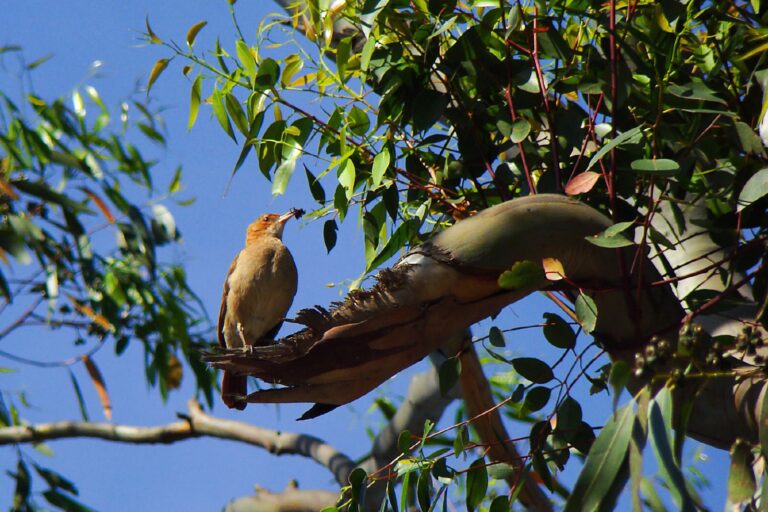 ESPINAL – REVELANDO NUESTRAS REGIONES