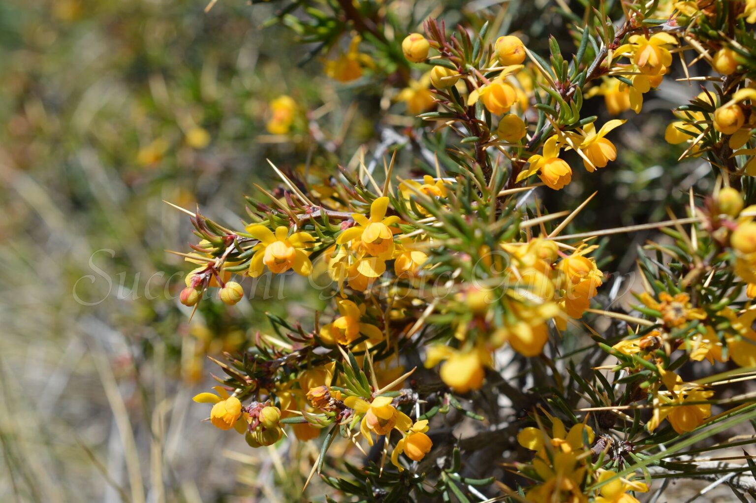 ESTEPA PATAGÓNICA – REVELANDO NUESTRAS REGIONES