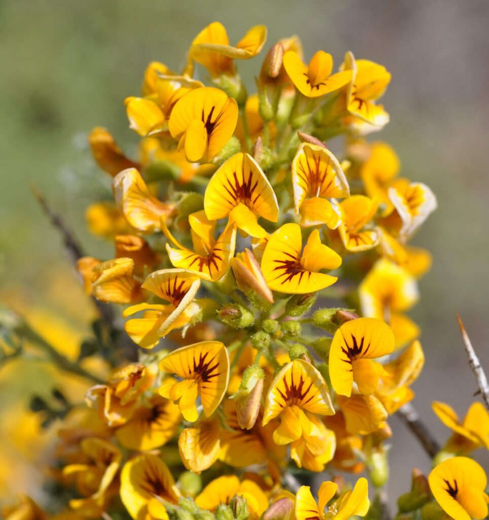 ESTEPA PATAGÓNICA – REVELANDO NUESTRAS REGIONES