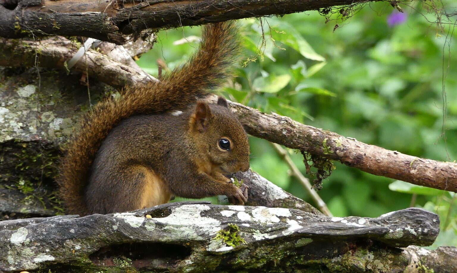 SELVA DE LAS YUNGAS – REVELANDO NUESTRAS REGIONES