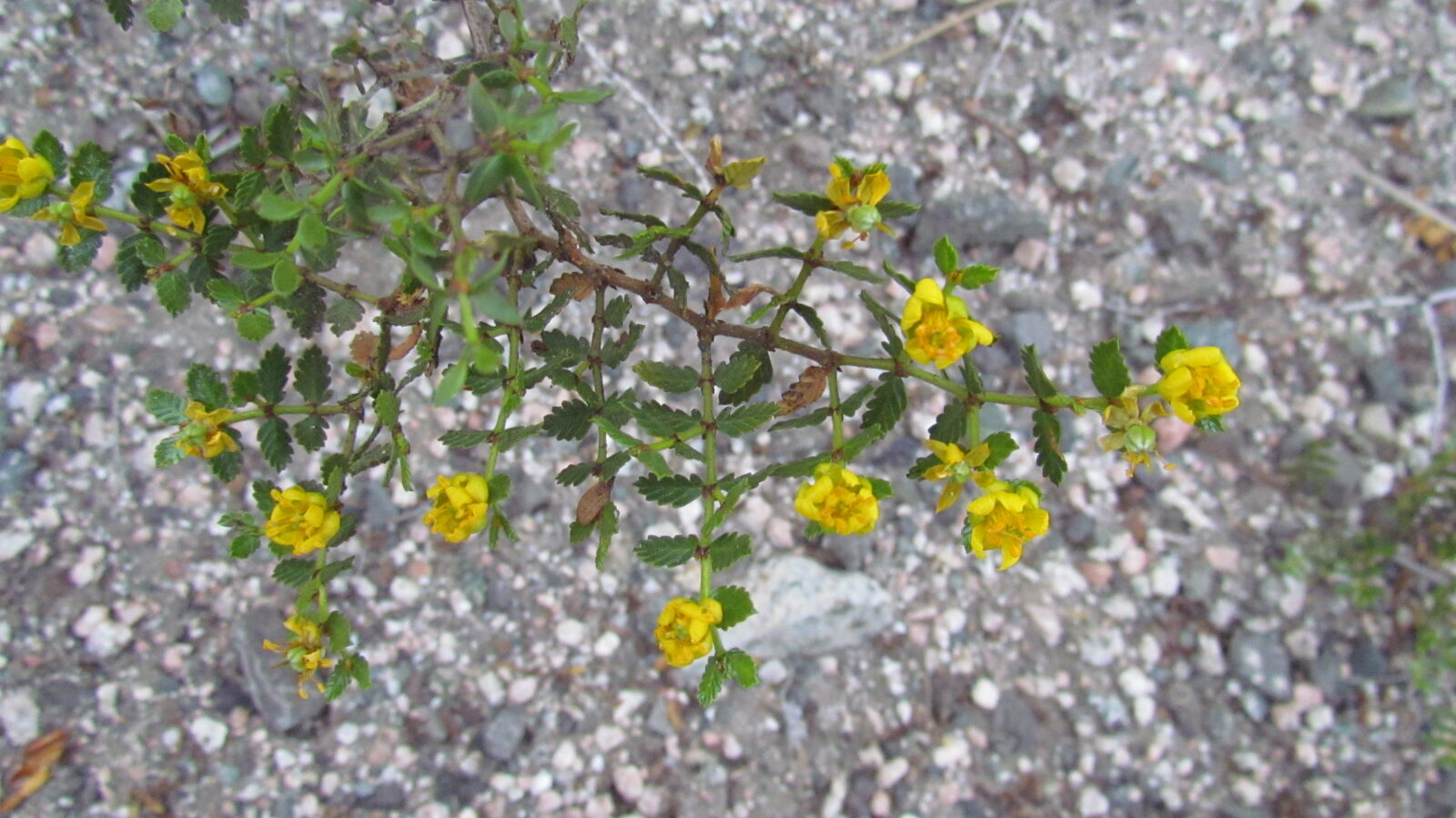 MONTE DE SIERRAS Y BOLSONES – REVELANDO NUESTRAS REGIONES