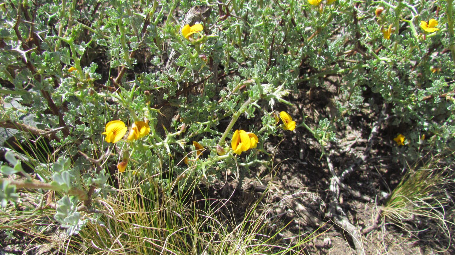 MONTE DE LLANURAS Y MESETAS – REVELANDO NUESTRAS REGIONES