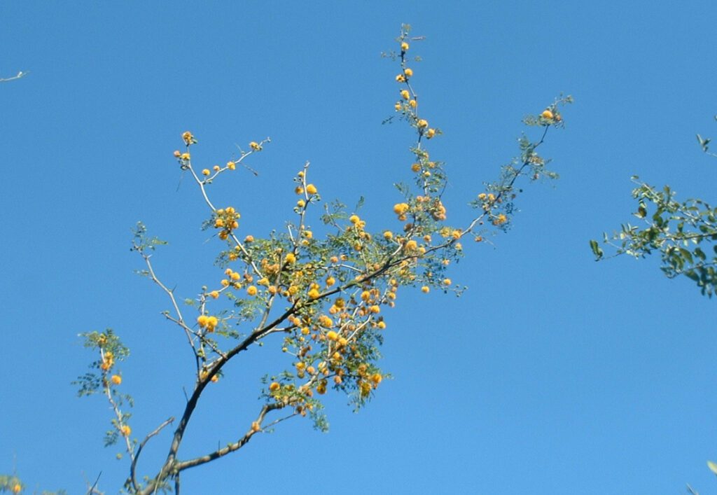 CHACO SECO – REVELANDO NUESTRAS REGIONES