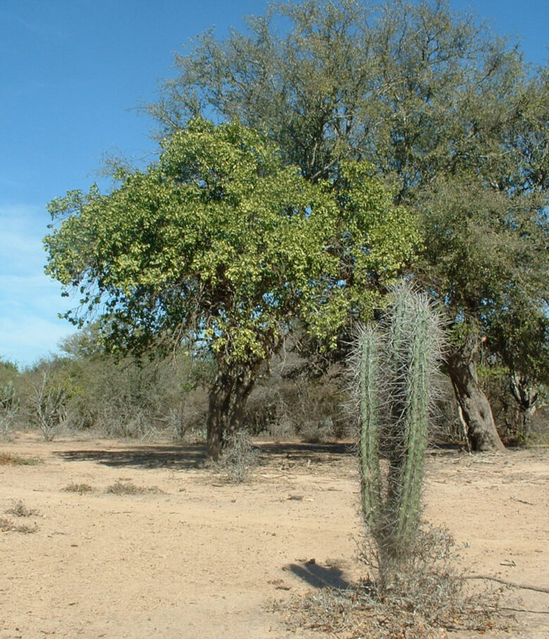 CHACO SECO – REVELANDO NUESTRAS REGIONES