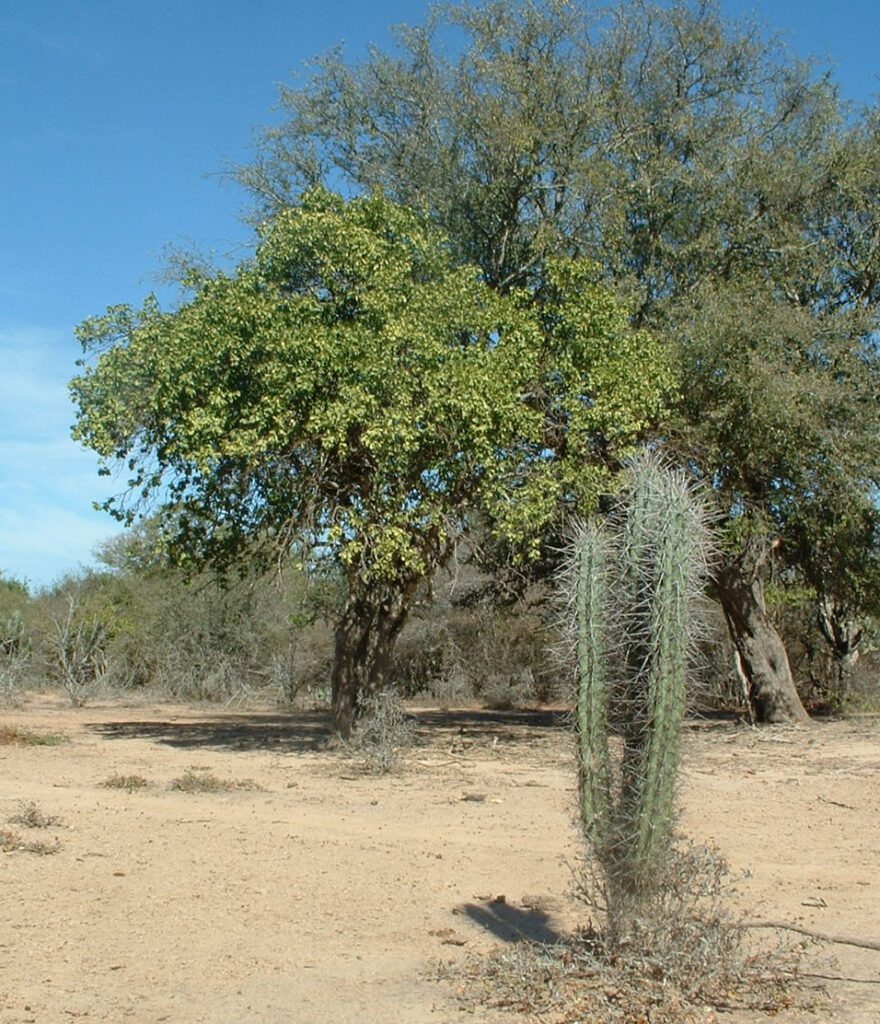 CHACO SECO – REVELANDO NUESTRAS REGIONES