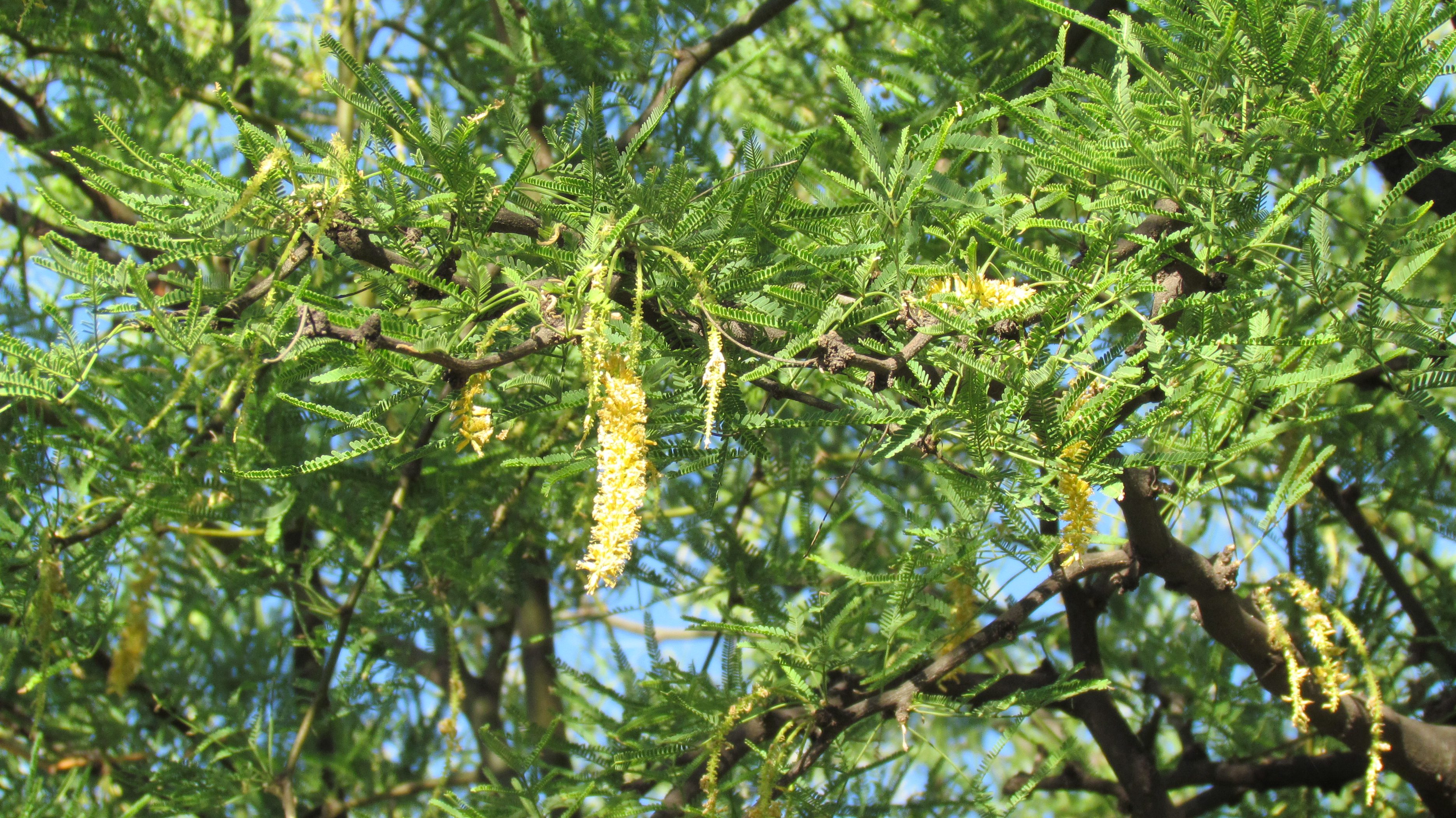 CHACO SECO – REVELANDO NUESTRAS REGIONES