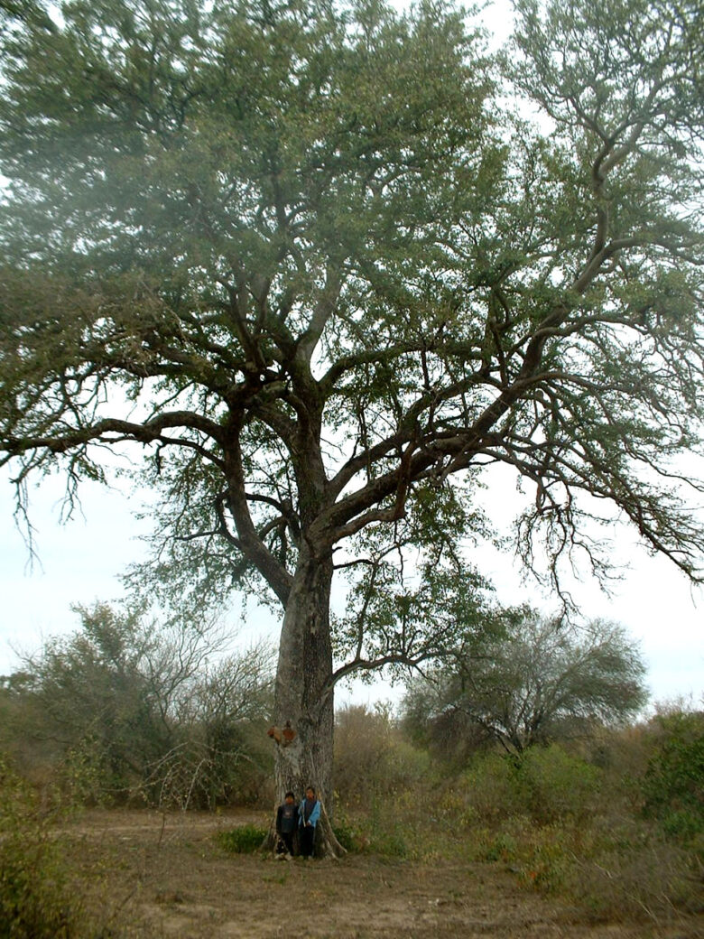 CHACO SECO – REVELANDO NUESTRAS REGIONES