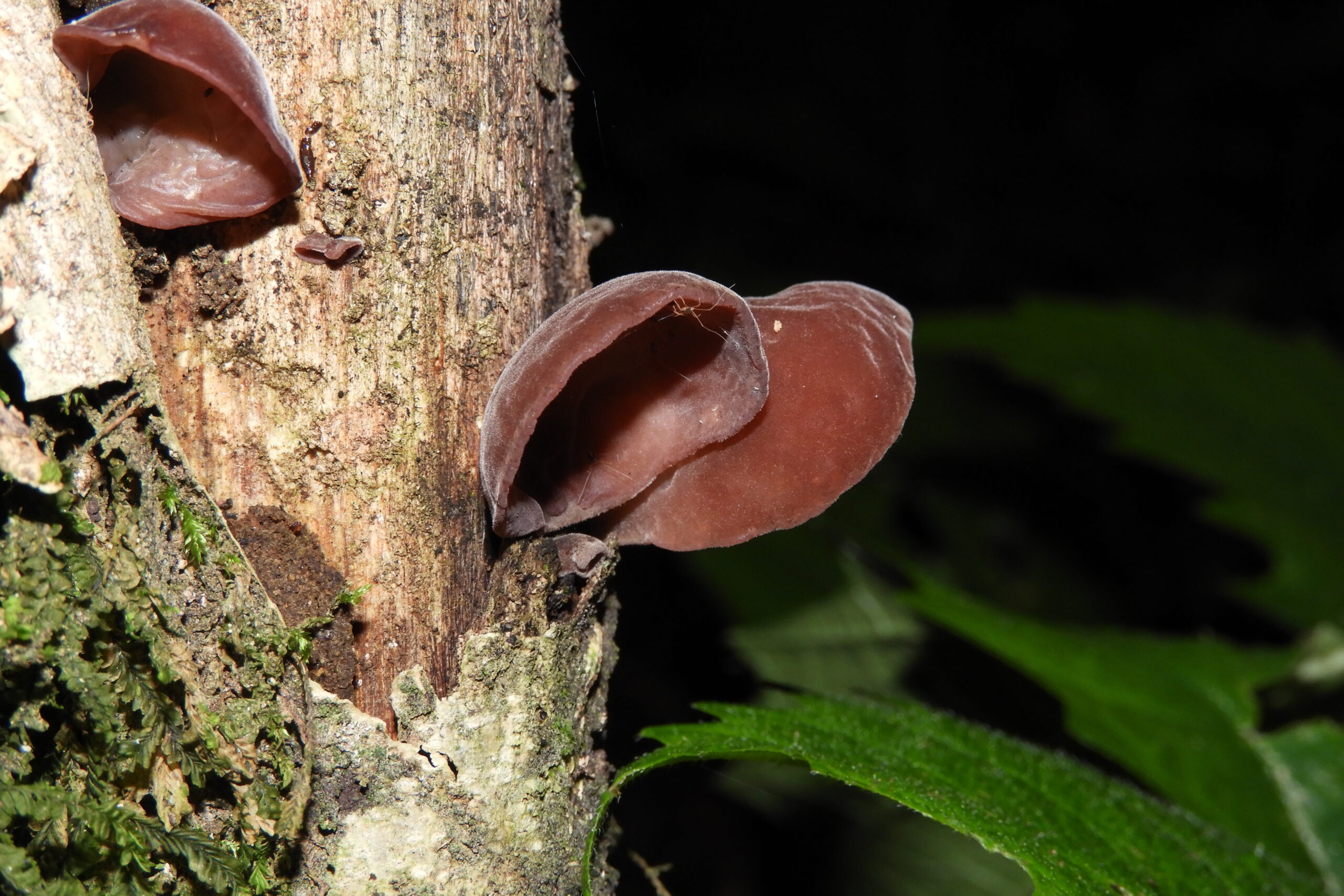 SELVA DE LAS YUNGAS – REVELANDO NUESTRAS REGIONES