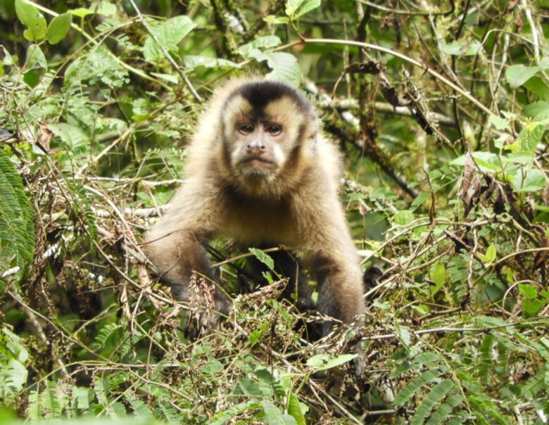 SELVA DE LAS YUNGAS – REVELANDO NUESTRAS REGIONES