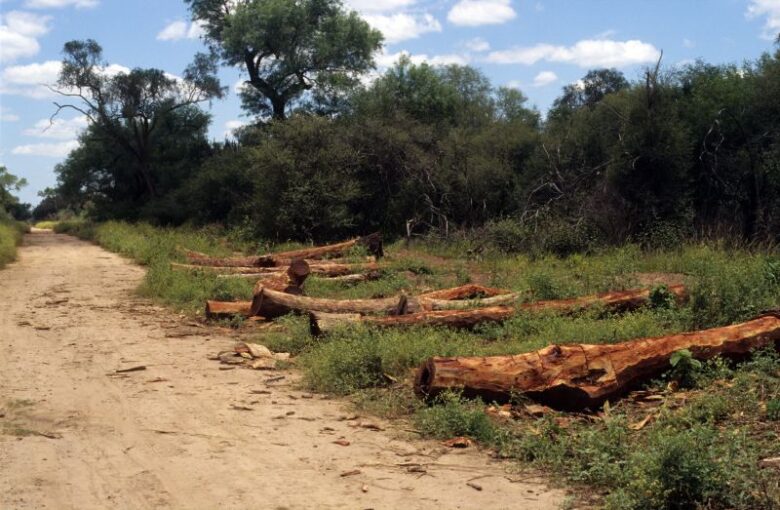 CHACO SECO – REVELANDO NUESTRAS REGIONES